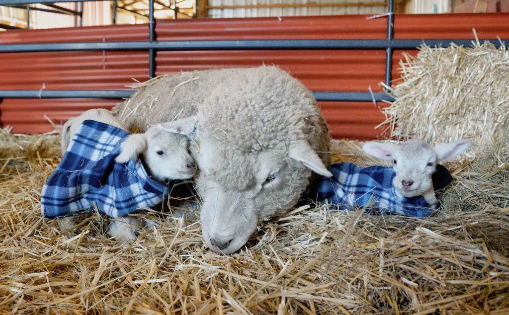 5 Amazing Facts About Sheep - Lighthouse Farm Sanctuary