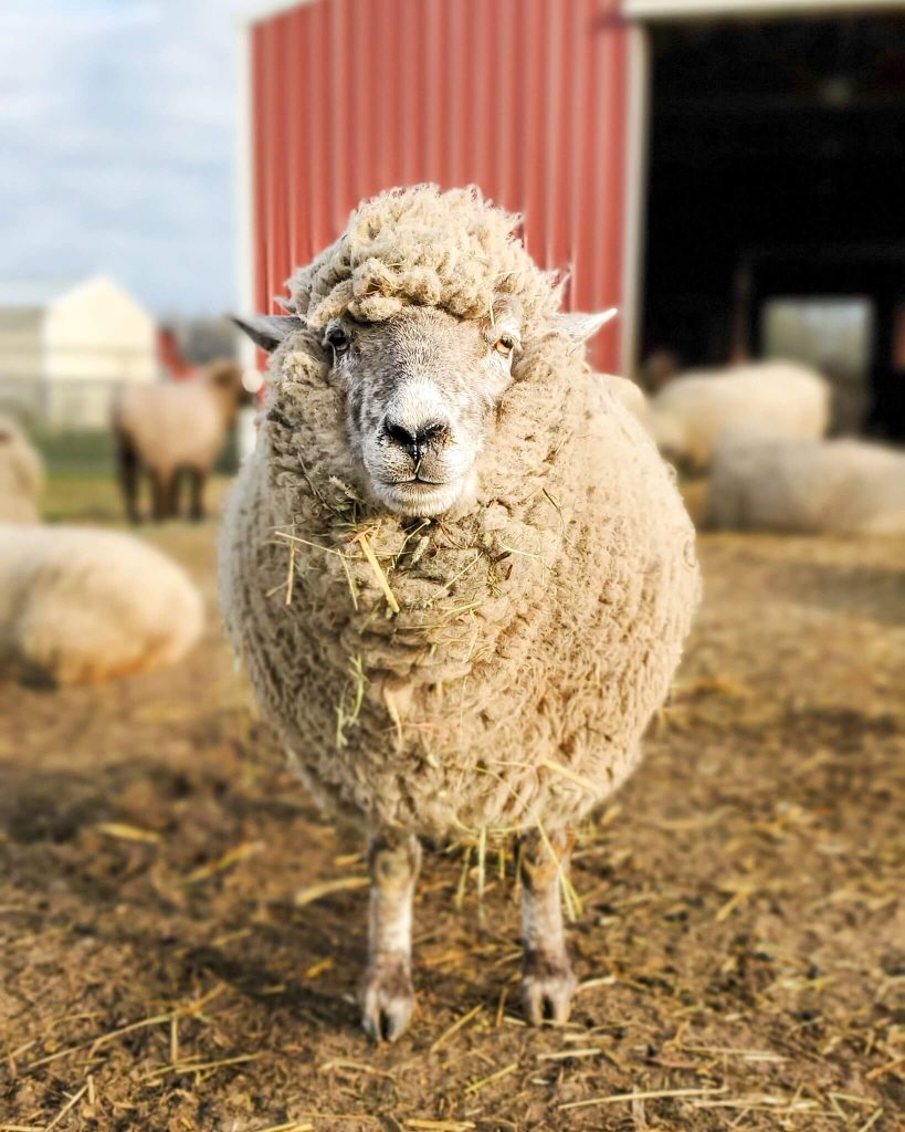 5 Amazing Facts About Sheep - Lighthouse Farm Sanctuary