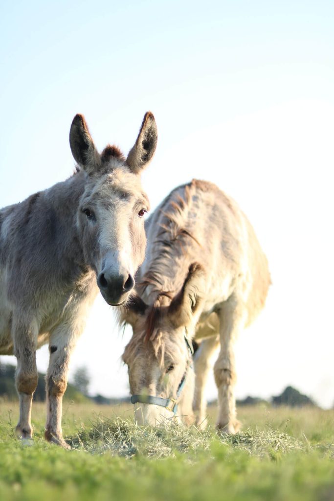 Donkey Left Behind By Family Has The Happiest Ending Ever - Lighthouse ...