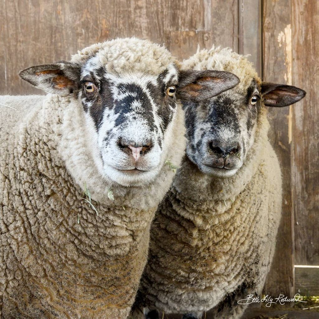 5 Amazing Facts About Sheep - Lighthouse Farm Sanctuary