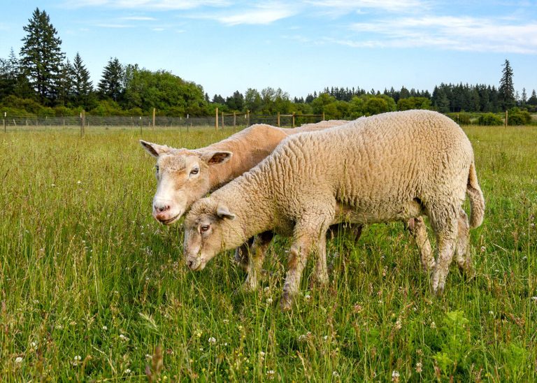 5 Amazing Facts About Sheep - Lighthouse Farm Sanctuary