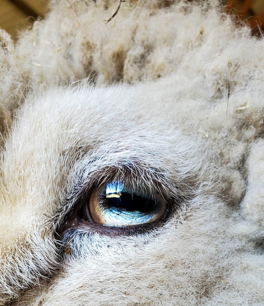 5 Amazing Facts About Sheep - Lighthouse Farm Sanctuary