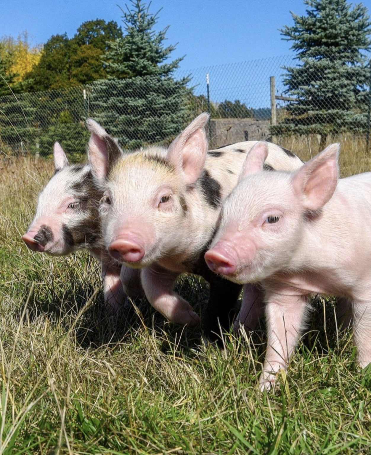 Farm Animal Rescue | Lighthouse Farm Sanctuary | United States
