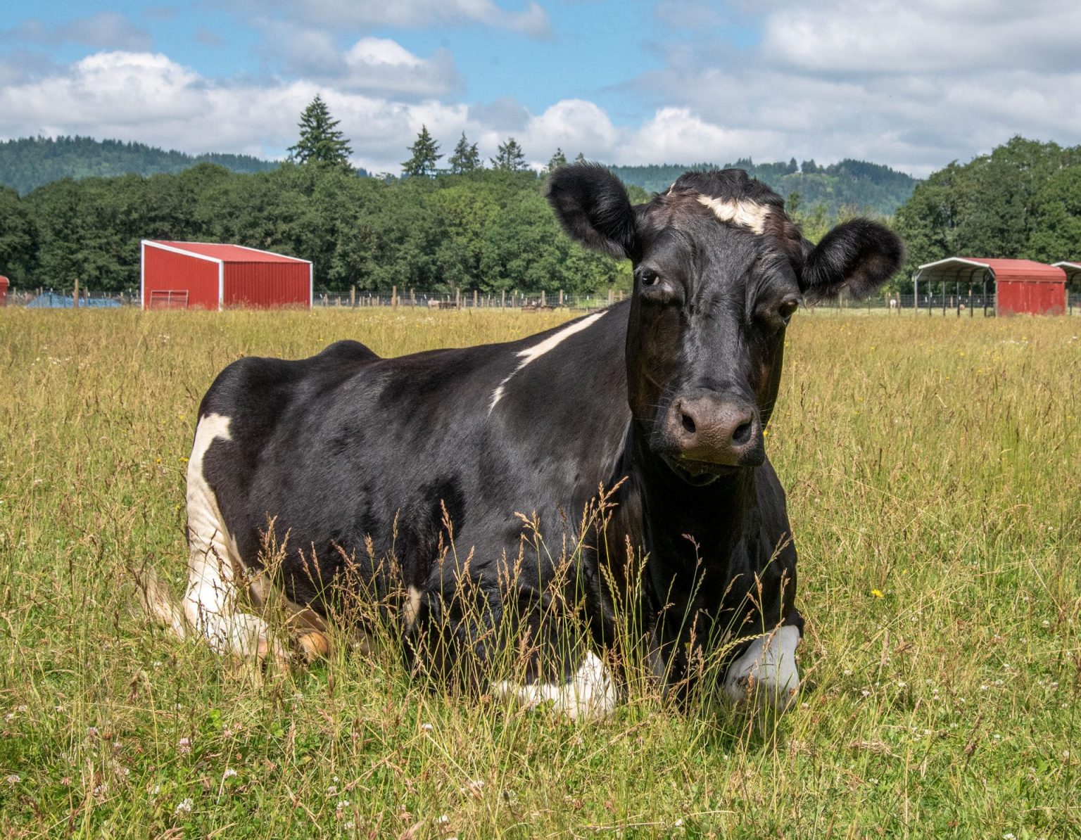 Nellie – Lighthouse Farm Sanctuary