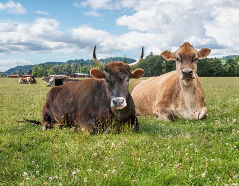 ABOUT | Lighthouse Farm Sanctuary | United States