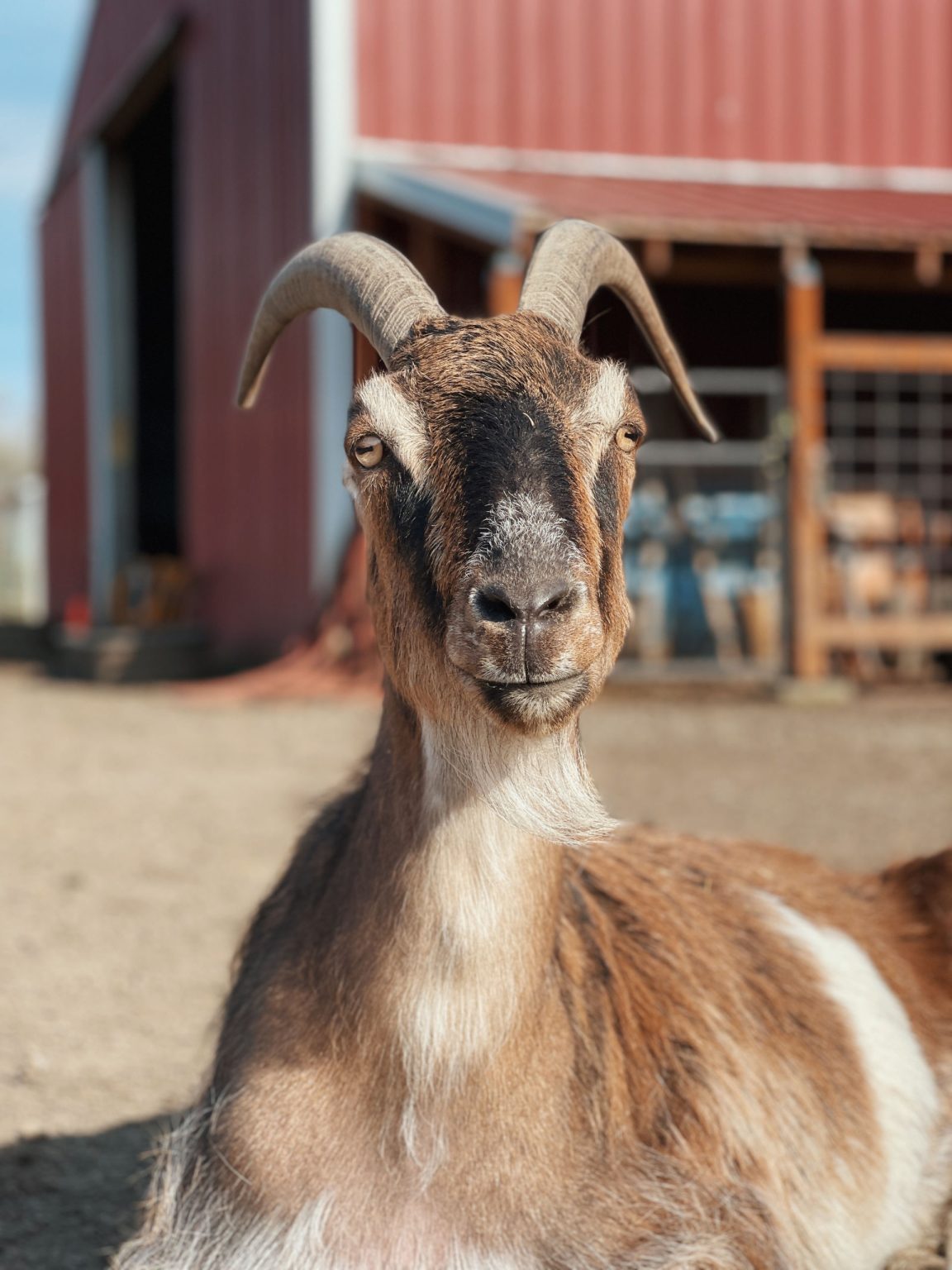 Gobo – Lighthouse Farm Sanctuary