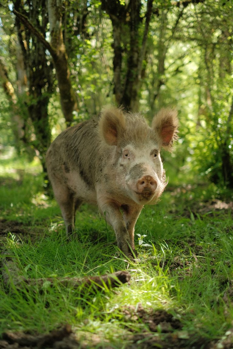 Farm Animal Rescue | Lighthouse Farm Sanctuary | United States