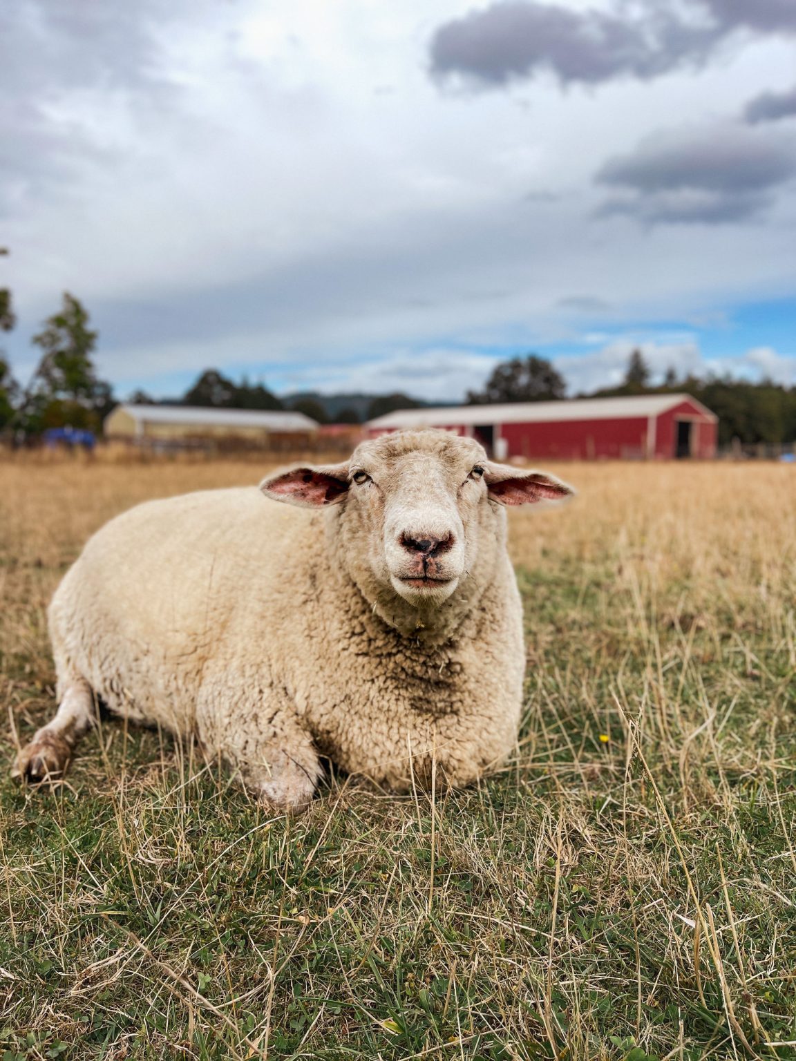 Thomas – Lighthouse Farm Sanctuary