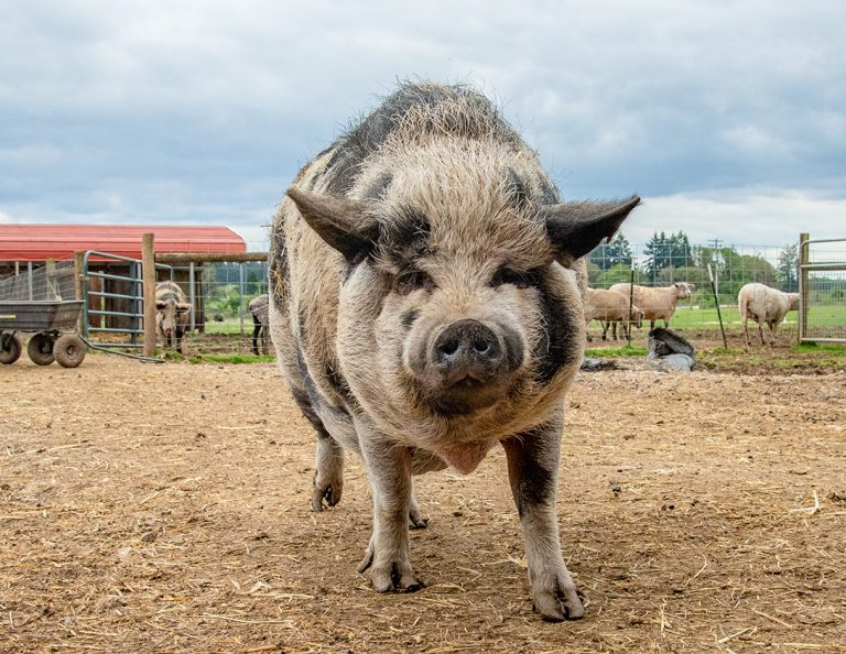 Farm Animal Rescue | Lighthouse Farm Sanctuary | United States