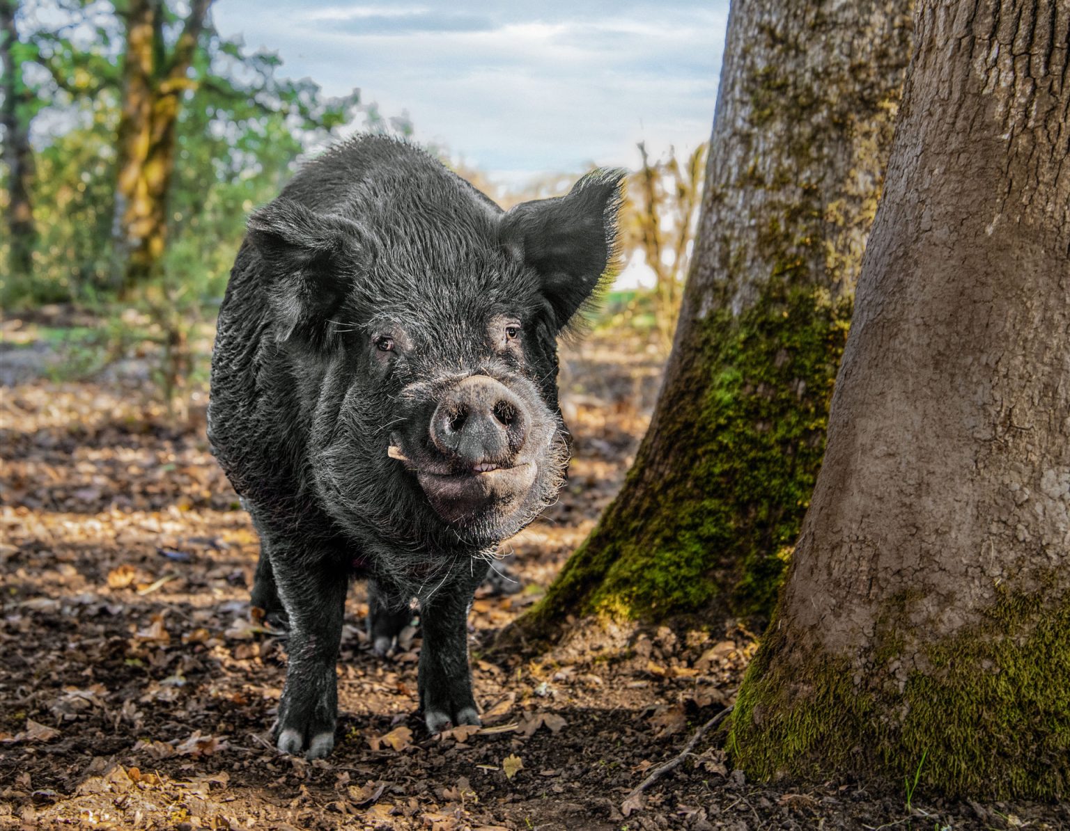 Farm Animal Rescue | Lighthouse Farm Sanctuary | United States