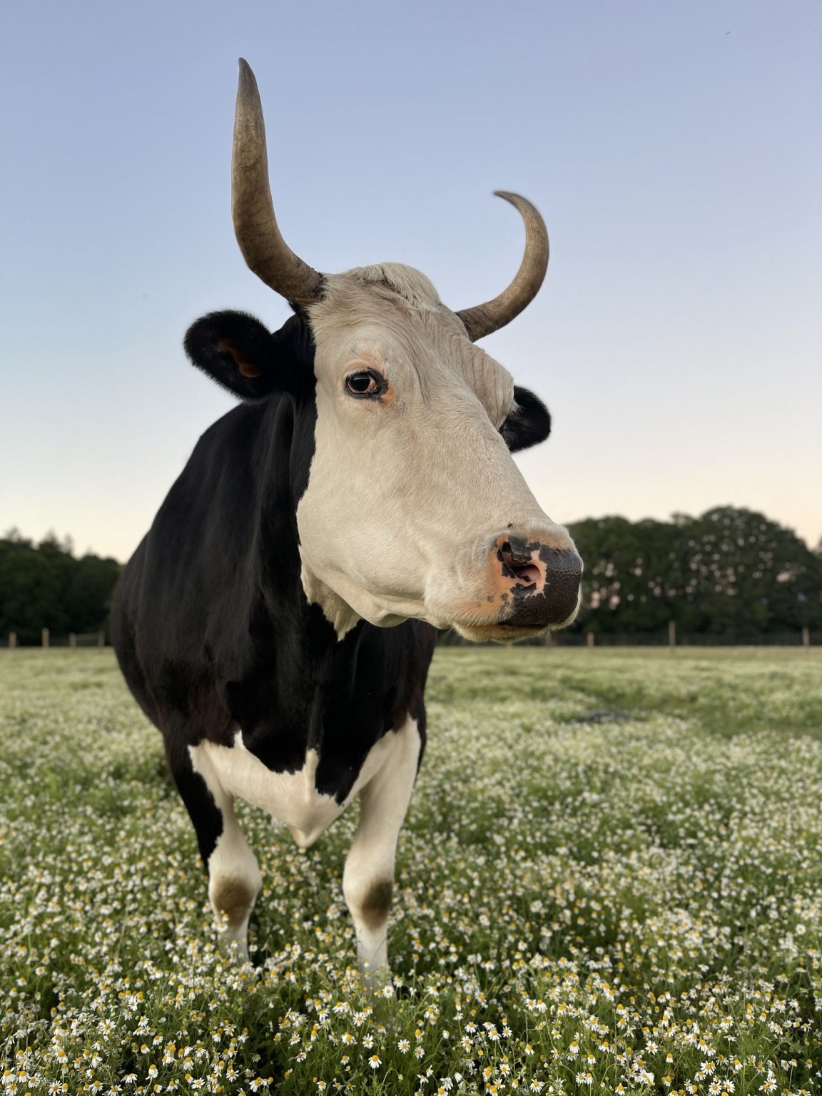 Farm Animal Rescue | Lighthouse Farm Sanctuary | United States