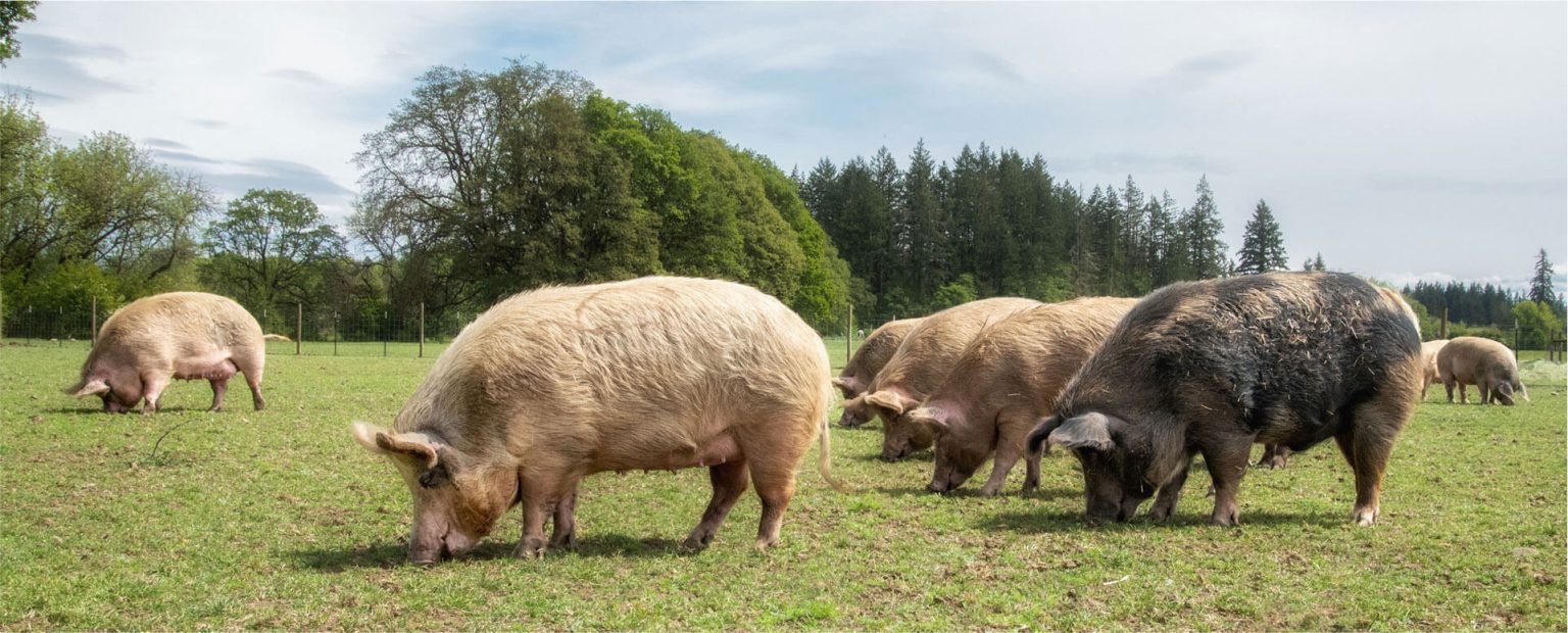 Farm Animal Rescue | Lighthouse Farm Sanctuary | United States