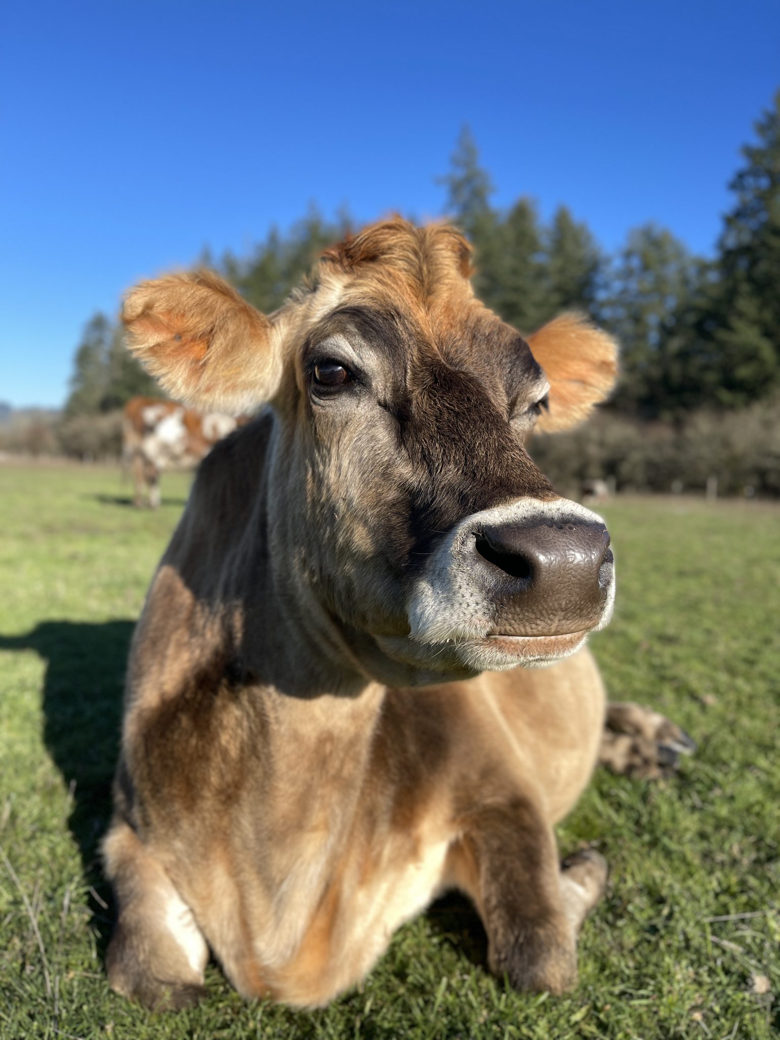 Farm Animal Rescue | Lighthouse Farm Sanctuary | United States